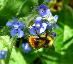 Cullumanushummel (Bombus cullumanus) - Artenportrait