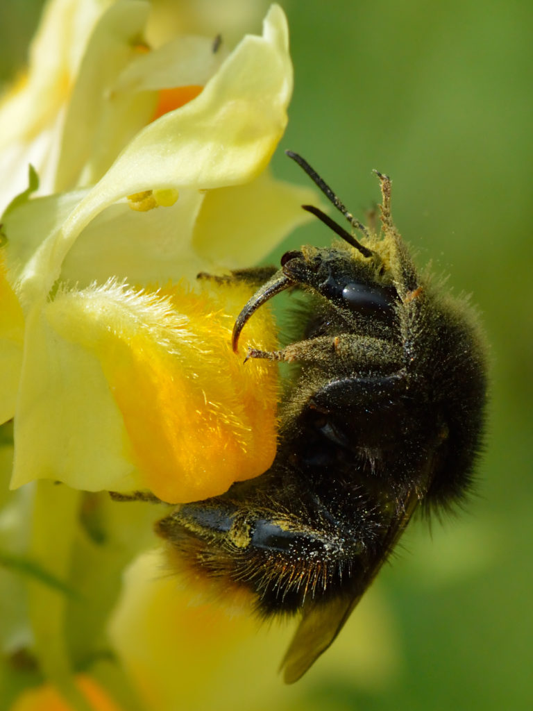 Grashummel (Bombus ruderarius) - Hummelforum
