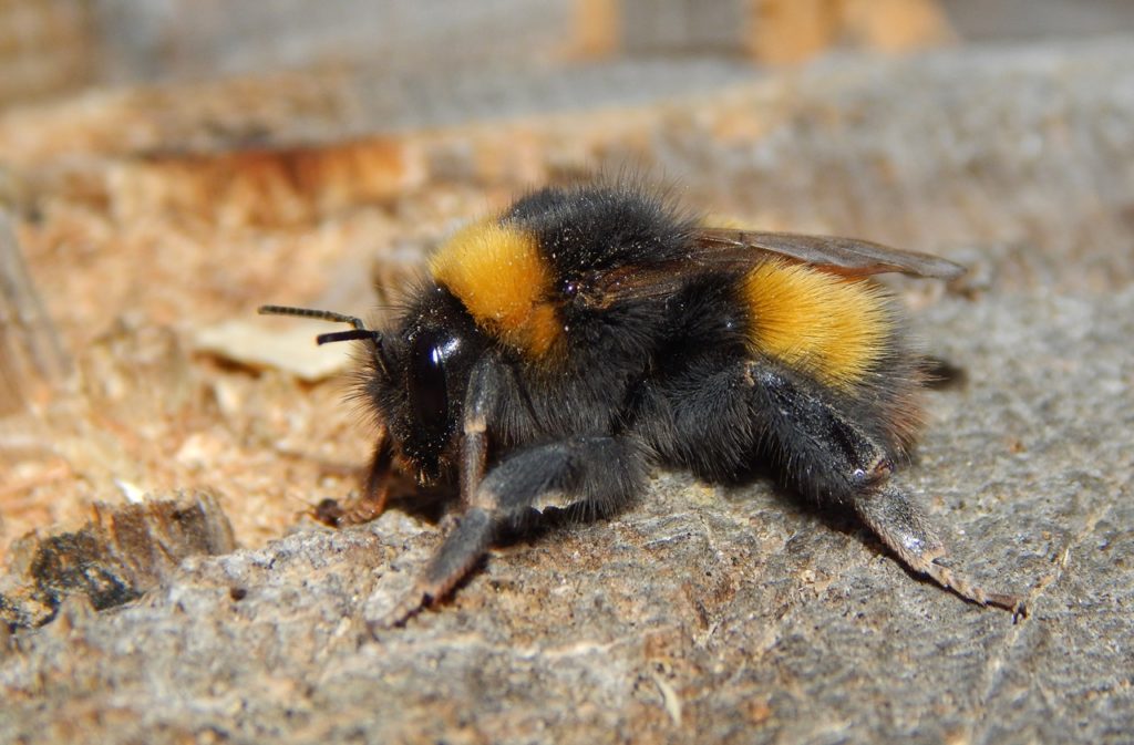 Bilder Des Tages Schwarze Hummel Waldkirch Badische